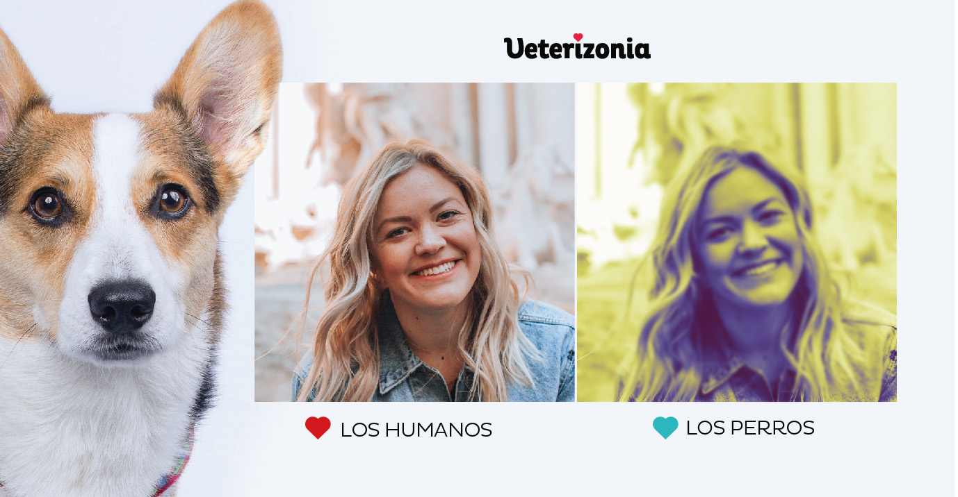 ¿De qué color ven los perros el mundo? - Veterizonia