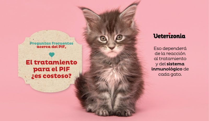 Peritonitis Infecciosa Felina (PIF), una enfermedad compleja. - Veterizonia