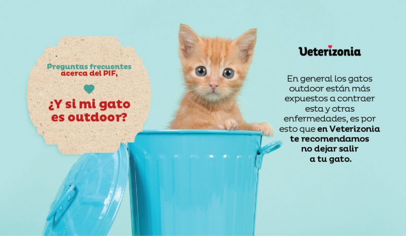 Peritonitis Infecciosa Felina (PIF), una enfermedad compleja. - Veterizonia