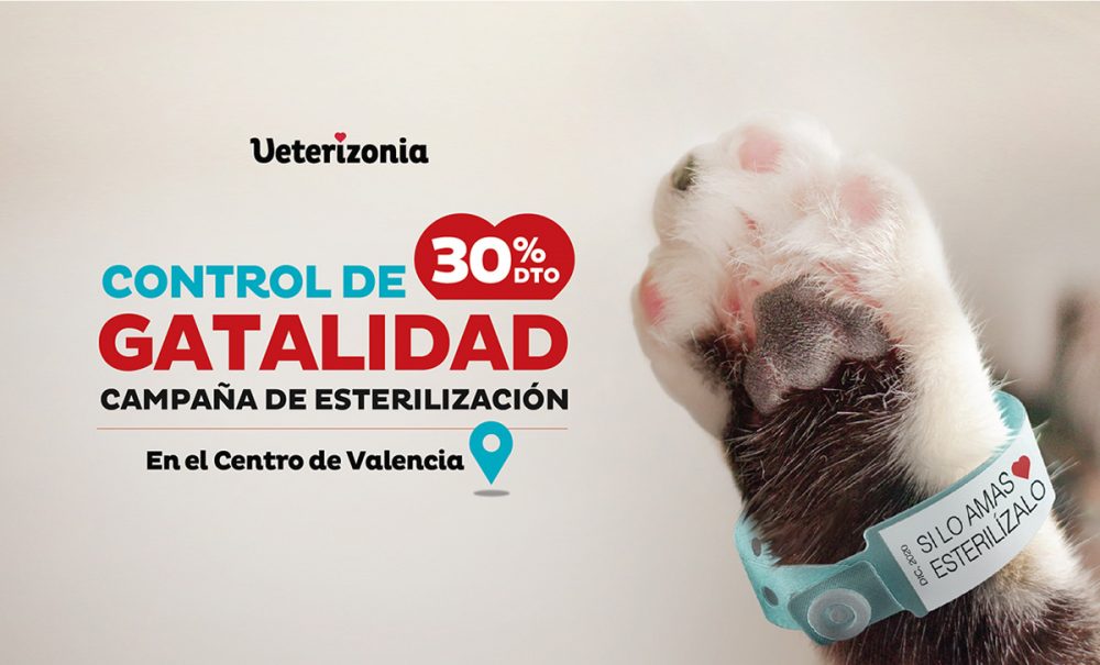 馃弲campa帽a Esterilizaci贸n Gatos Valencia Veterizonia