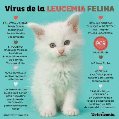 Virus de la Leucemia Felina (VLFe): 12 cosas que debes saber