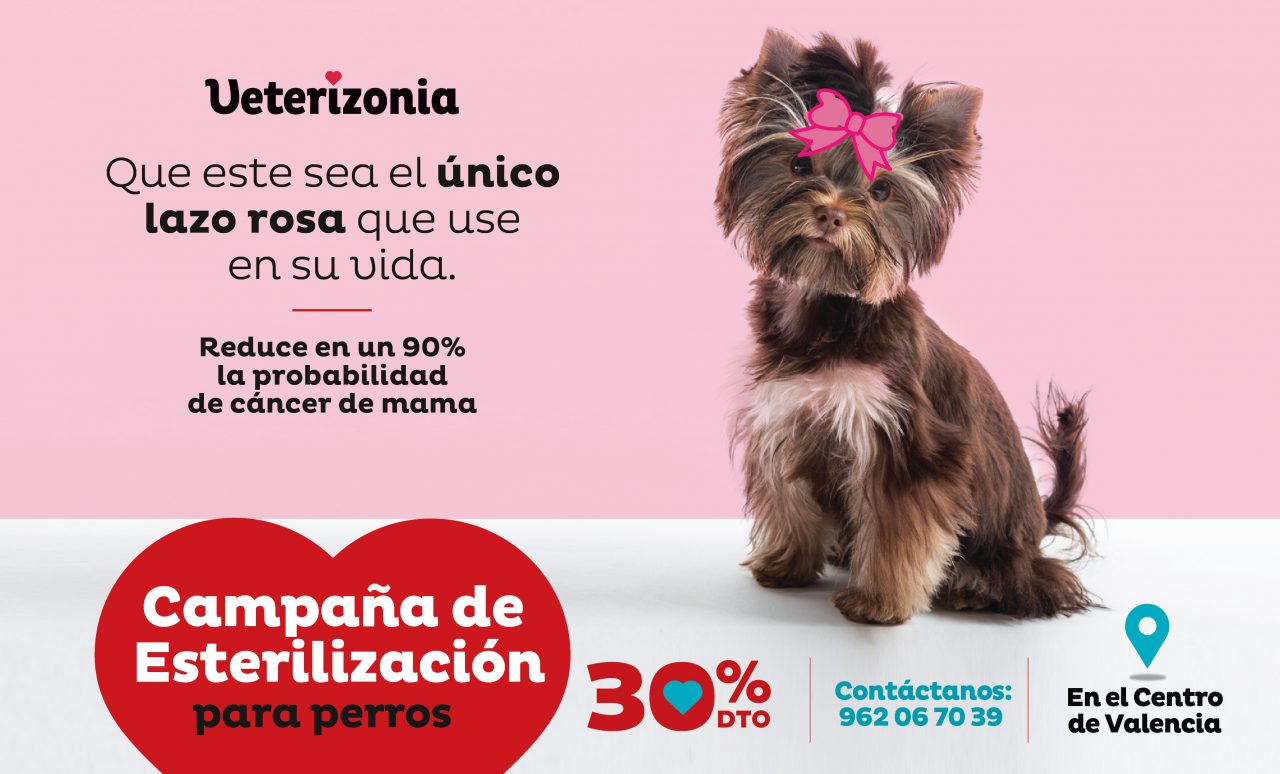 🏅campaña Esterilización Perros En Valencia Veterizonia