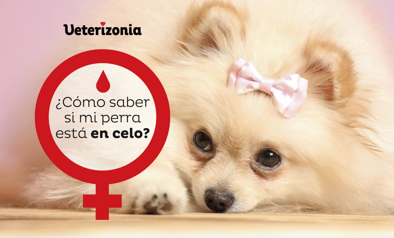 ¿Cómo saber si mi perra está en celo? - Veterizonia