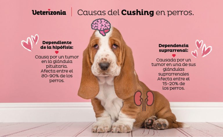El Síndrome de Cushing en los perros - Veterizonia