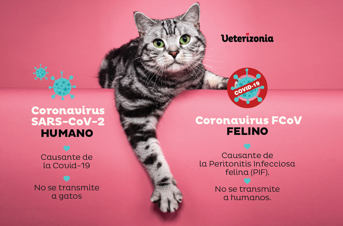 Gatos y Coronavirus. - Veterizonia
