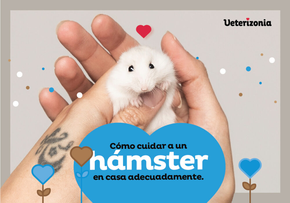 Tumores en hamster: Todo lo que necesitas saber - Veterizonia