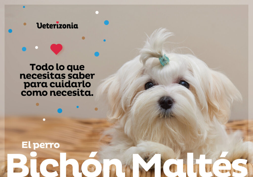 Bichón maltés - Perros - Veterizonia