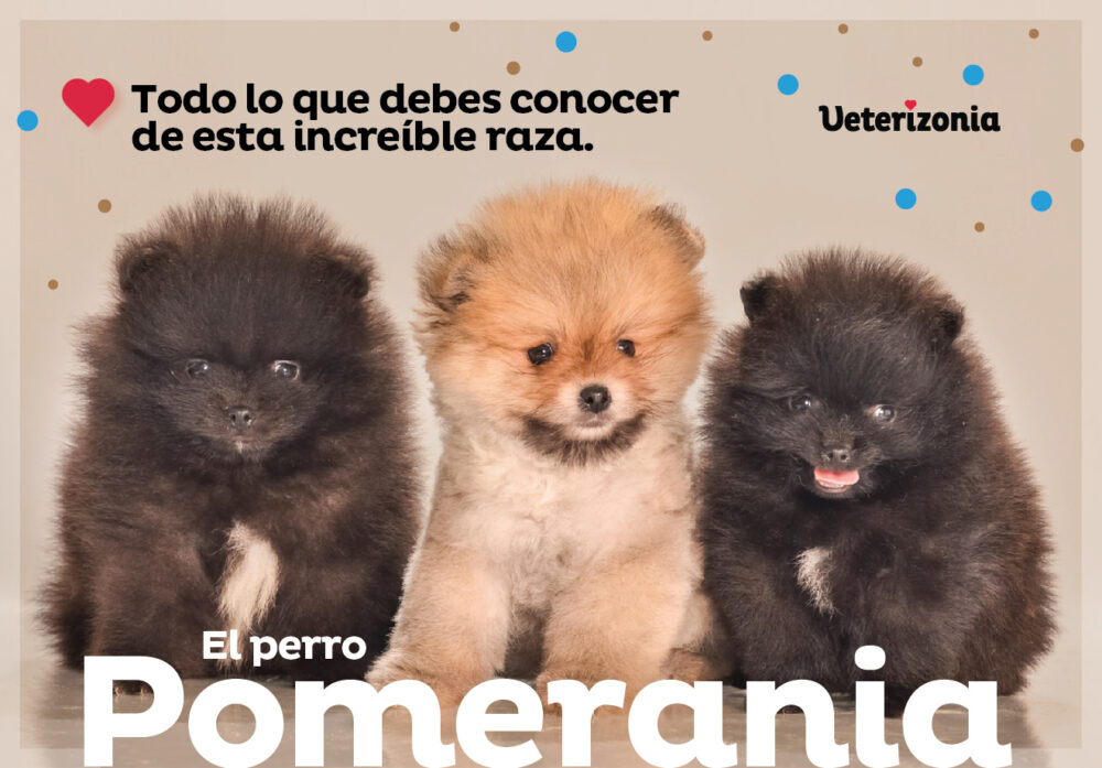 El perro pomerania - Veterizonia