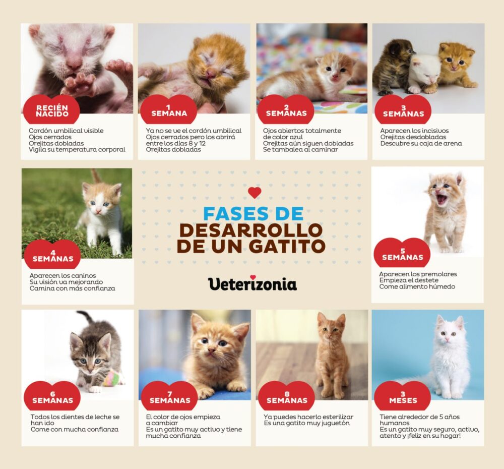 Cómo saber la edad de mi gatito ¡4 métodos infalibles! - Veterizonia
