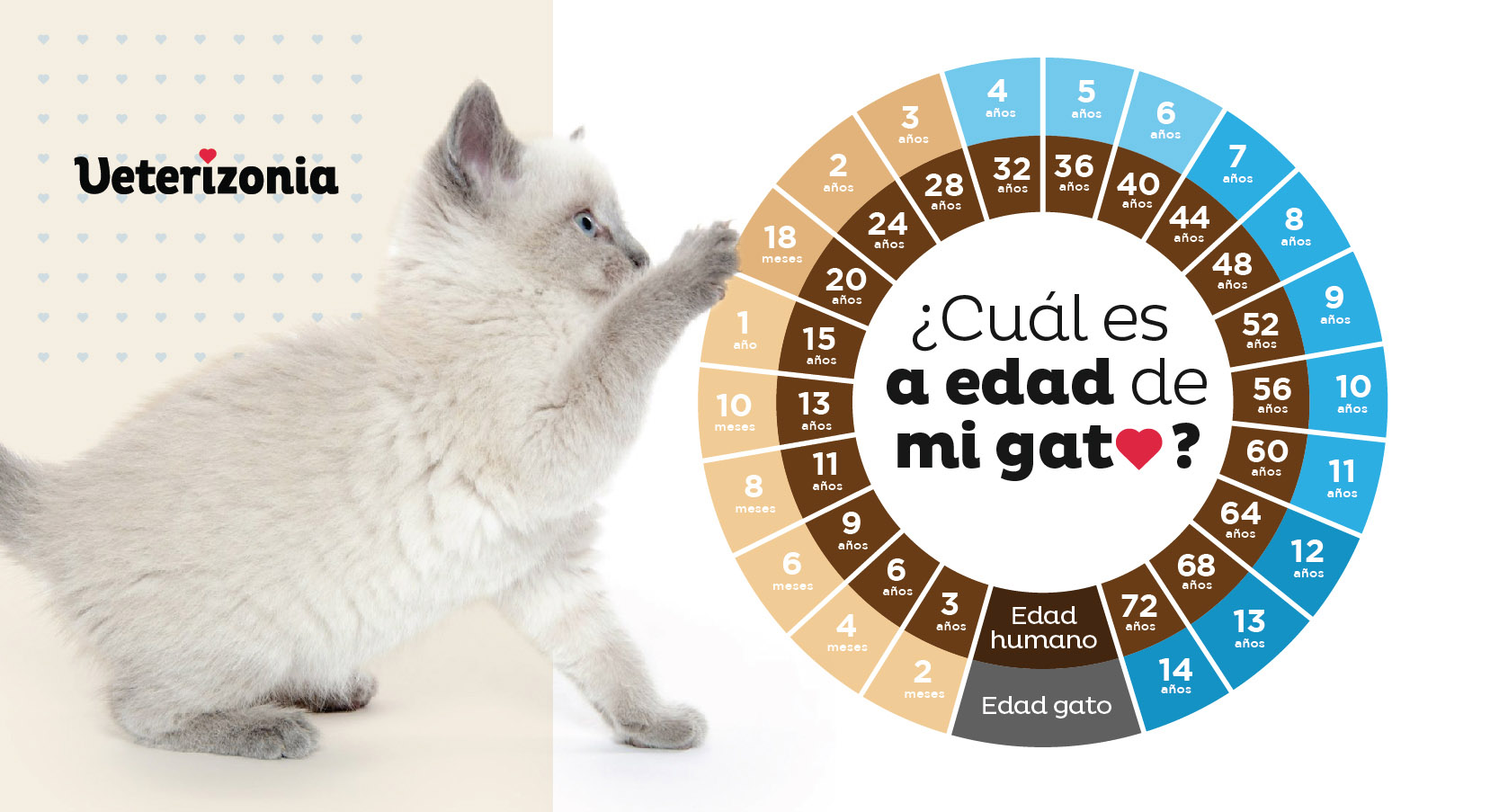 Cómo saber la edad de mi gatito ¡4 métodos infalibles! - Veterizonia