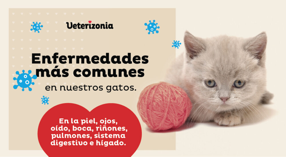 Enfermedades más comunes en Gatos - Veterizonia