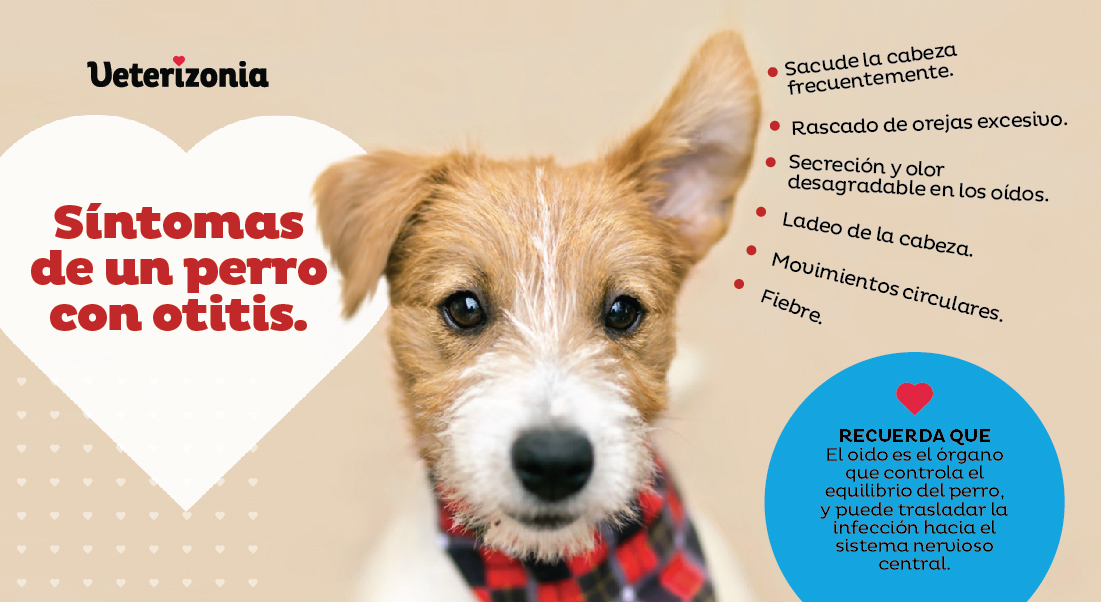Otitis en perros - Veterizonia