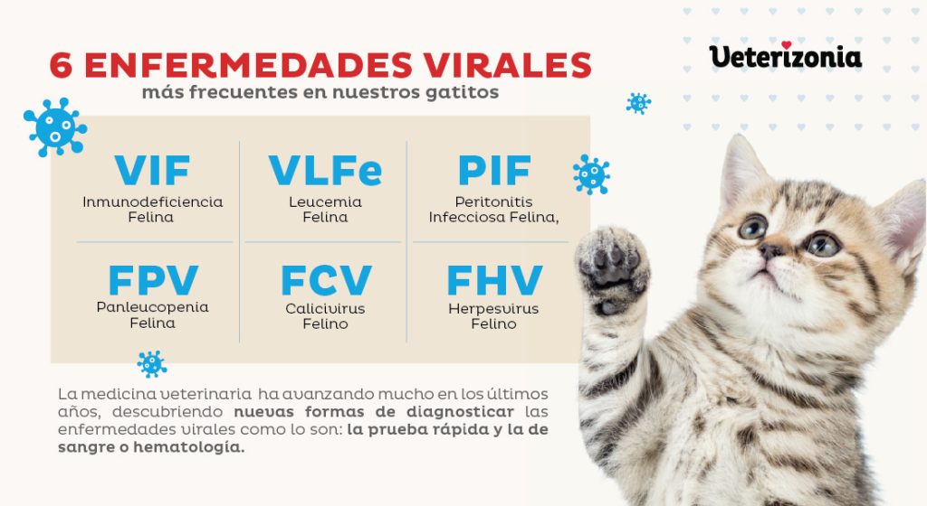 Enfermedades virales en gatos ¡Las 8 más comunes! - Veterizonia