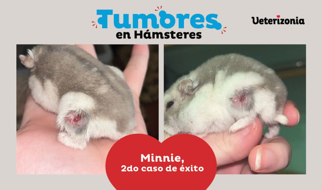 Tumores en hamster: Todo lo que necesitas saber - Veterizonia