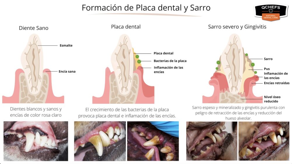 Snack Dental Hard Cracker para perros - Veterizonia