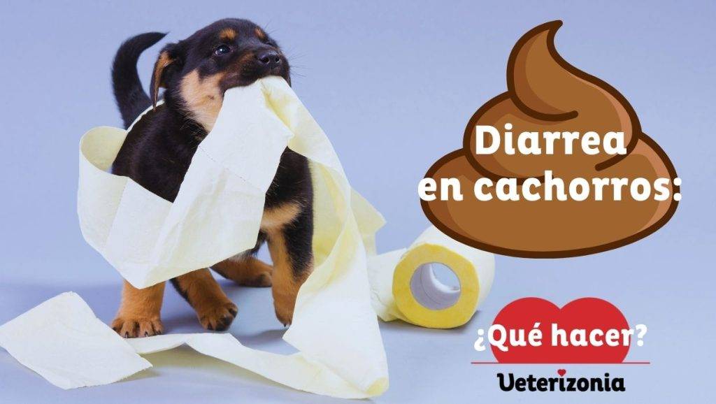 Diarrea en Perros - Cachorro con diarrea - Veterizonia